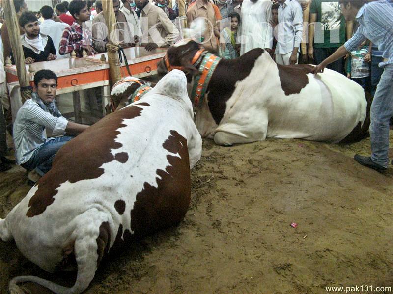 Afridi Dairy and Cattle Farm-Cow Mandi Tent 2012 (For Eid), Sohrab Goth Super Highway.Karachi ...