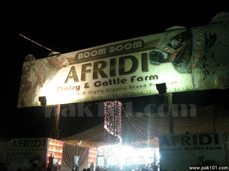 Afridi Dairy and Cattle Farm-Cow Mandi Tent 2012 (For Eid), Sohrab Goth Super Highway.Karachi ...