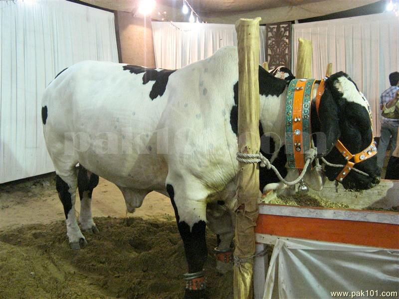 Afridi Dairy and Cattle Farm-Cow Mandi Tent 2012 (For Eid), Sohrab Goth Super Highway.Karachi ...