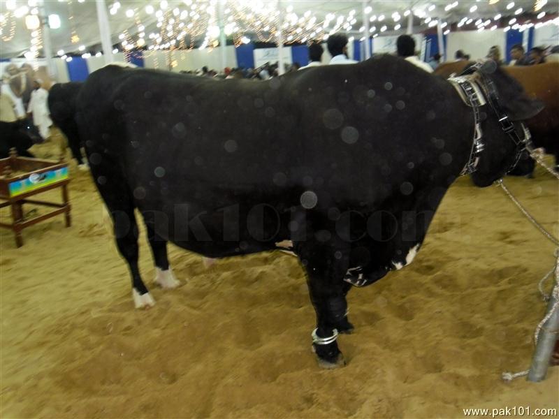 Jari Cattle Farm-Cow Mandi Tent 2012 (Eid Gai Mandi), Sohrab Goth Super ...