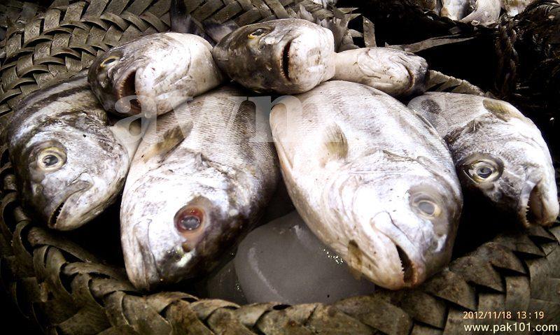 Trip To Ibrahim Hyderi Fish harbour Karachi, Behind PAF Korangi Creek ...