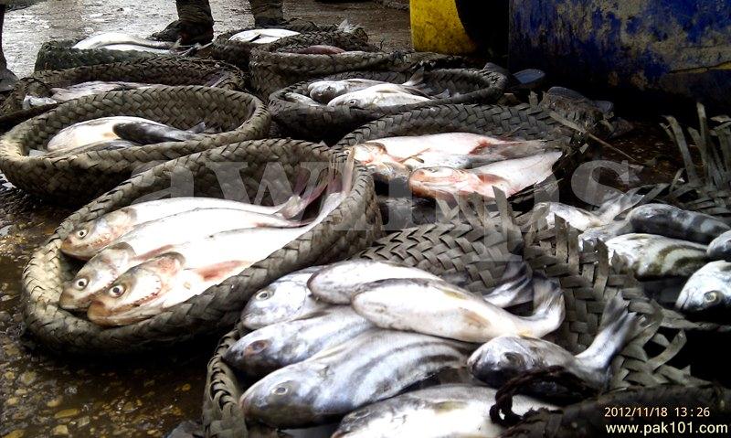 Trip To Ibrahim Hyderi Fish harbour Karachi, Behind PAF Korangi Creek ...