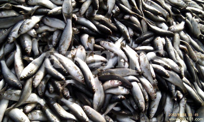 Trip To Ibrahim Hyderi Fish harbour Karachi, Behind PAF Korangi Creek ...