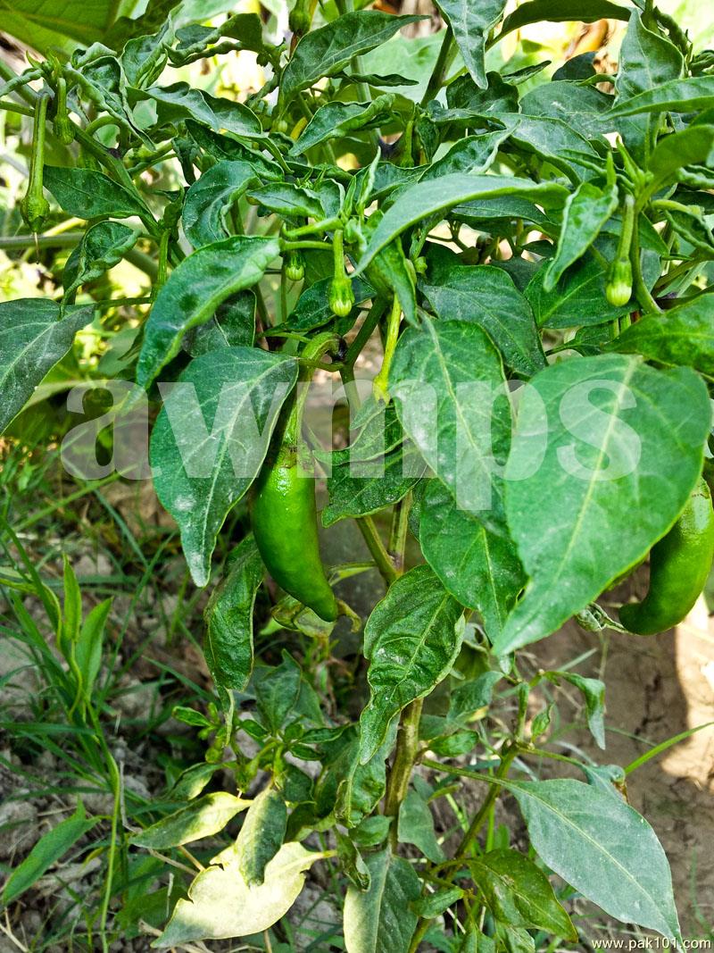 Photo Tour Of NawabShah Village Near Qazi Ahmed Goth, Sindh. Pakistan ...