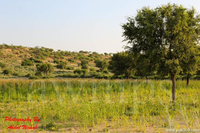 Photo Tour Of Pabuhar, A Little Village Outside Mithi And Naukot Sindh ...