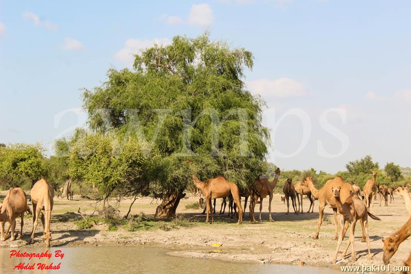 Photo Tour Of Pabuhar, A Little Village Outside Mithi And Naukot Sindh ...