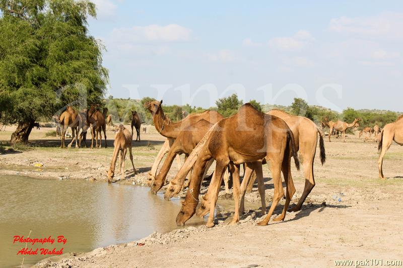 Photo Tour Of Pabuhar, A Little Village Outside Mithi And Naukot Sindh ...