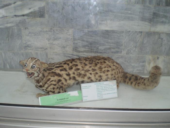 Photo - Wildlife Information Center Ayubia National Park, Donga Gali by ...