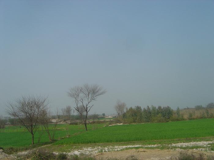 Photo - Green fields, Rajana, Toba Tek Singh, Punjab, Pakistan by ...
